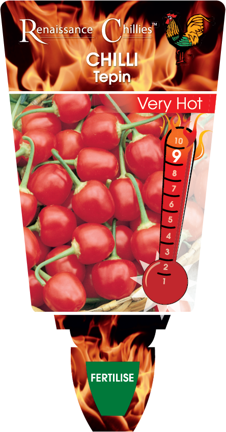 Chilli - Tepin - Renaissance Herbs - Guildford Garden Centre