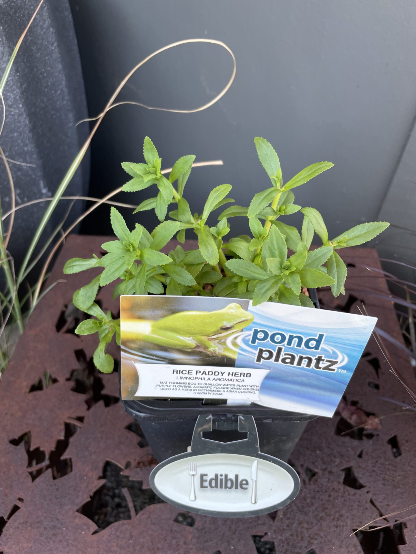 Rice Paddy Herb Plant