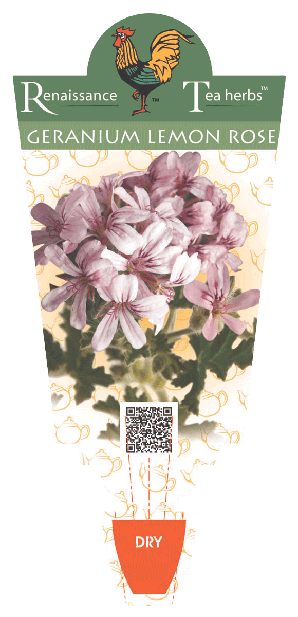 Geranium - Lemon Rose - Renaissance Herbs - Perth Garden Centre