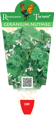 Geranium - Nutmeg - Renaissance Herbs - Perth, WA - Garden Centre