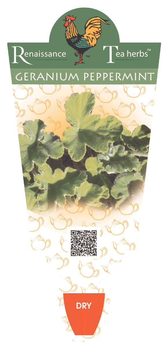 Geranium - Peppermint - Renaissance Herbs - Perth, WA - Garden Centre