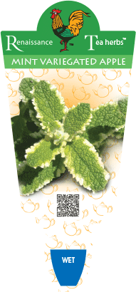 Mint - Apple - Variegated - Renaissance Herbs - Perth, WA Garden Centre