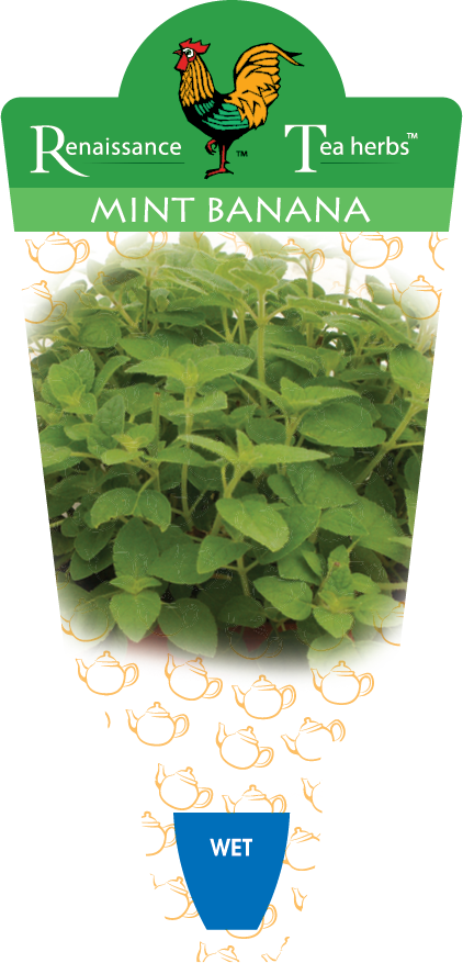 Mint - Banana - Renaissance Herbs - Guildford Garden Centre