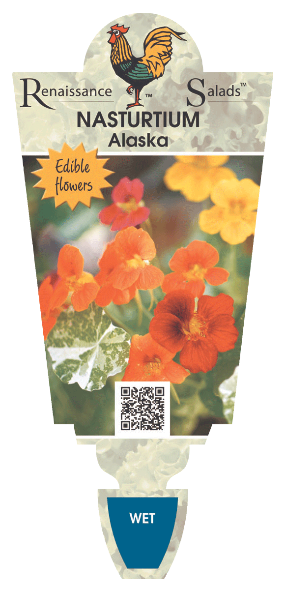 Nasturtium - Alaska - Renaissance Herbs - Perth, WA - Garden Centre