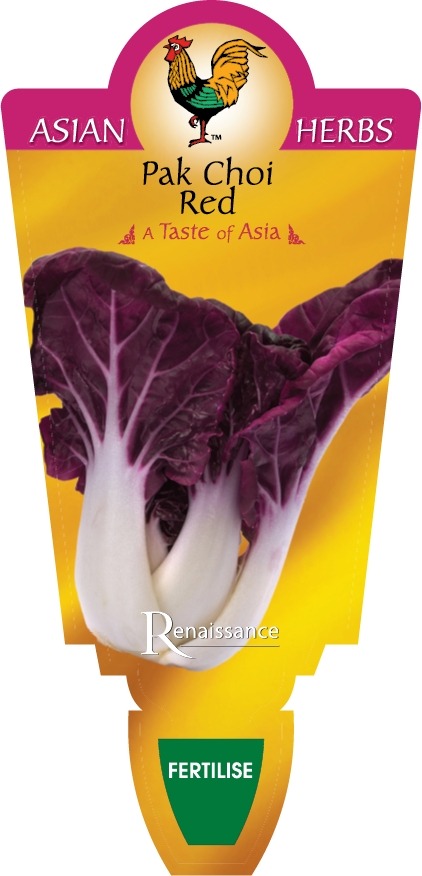 Pak Choi - Red - Renaissance Herbs - Guildford Garden Centre