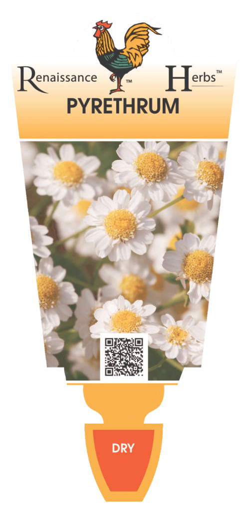 Pyrethrum - Renaissance Herbs - Guildford Garden Centre