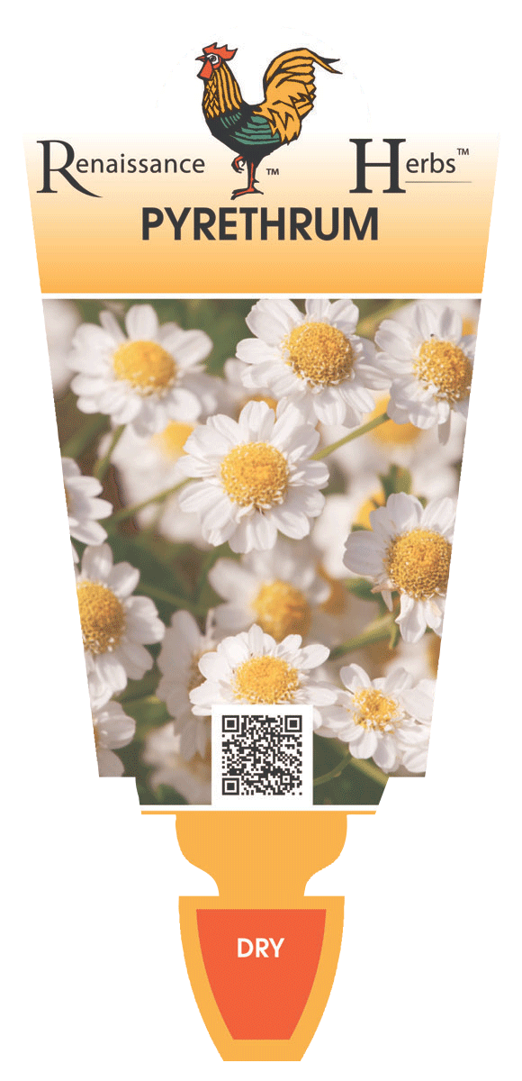 Pyrethrum - Renaissance Herbs - Guildford Garden Centre