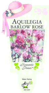 Aquilegia - Barlow Rose - Romantic Plants - Perth, WA - Garden Centre