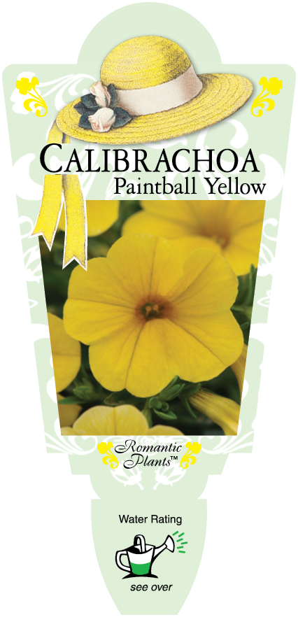 Calibrachoa - Paintball Yellow - Romantic Plants - Perth Garden Centre