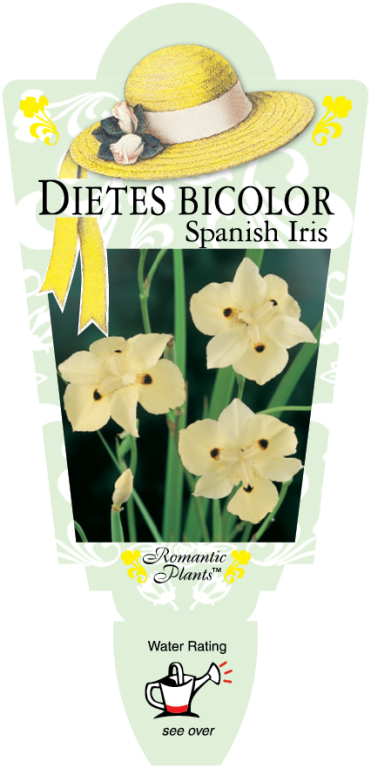 Dietes bicolor - Spanish Iris - Romantic Plants - Perth, WA - Garden Centre