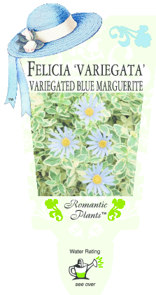 Felicia variegata - Variegated Blue Marguerite - Romantic Plants ...