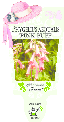 Phygelius - Pink Puff - Romantic Plants - Perth, WA - Garden Centre