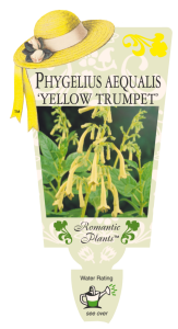 Phygelius - Yellow Trumpet - Romantic Plants - Perth, WA - Garden Centre