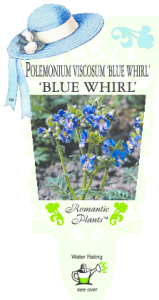 Polemonium - Blue Whirl - Romantic Plants - Perth Garden Centre