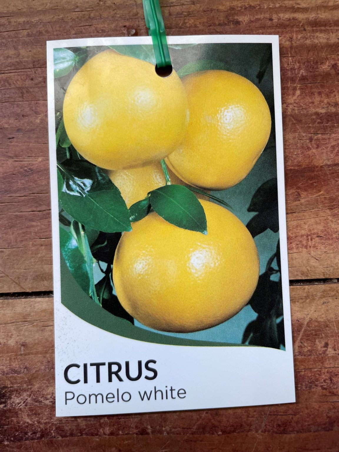 Pummelo/Pomelo - White - Guildford Garden Centre