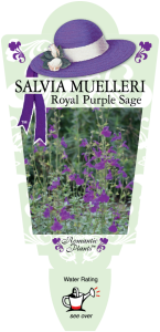 Salvia - Royal Purple Sage - Romantic Plants - Perth, WA - Garden Centre