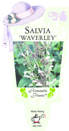 Salvia - Waverley - Romantic Plants - Guildford Garden Centre