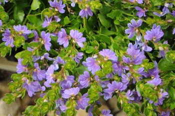 Scaevola - Mauve Clusters - Romantic Plants - Perth, WA - Garden Centre