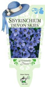 Sisyrinchium - Devon Skies - Romantic Plants - Perth, WA - Garden Centre