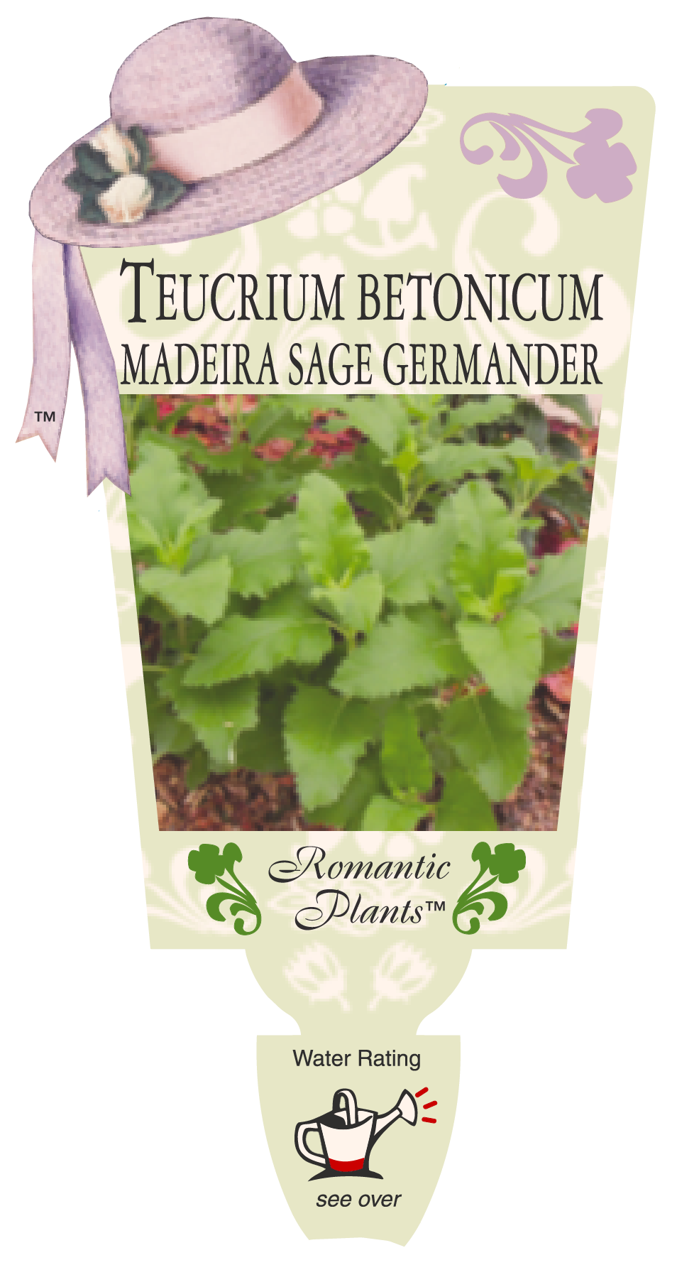 Teucrium - Madeira Sage Germander - Romantic Plants - Perth Garden Centre