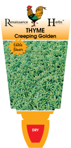 Thyme - Creeping - Golden - Renaissance Herbs - Perth Garden Centre