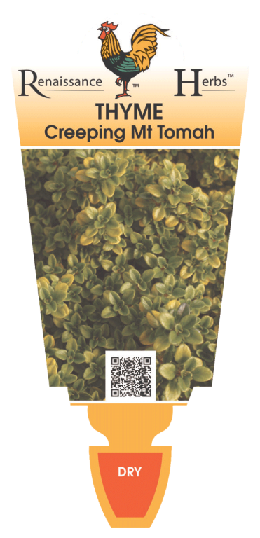Thyme - Creeping - Mt Tomah - Renaissance Herbs - Perth Garden Centre
