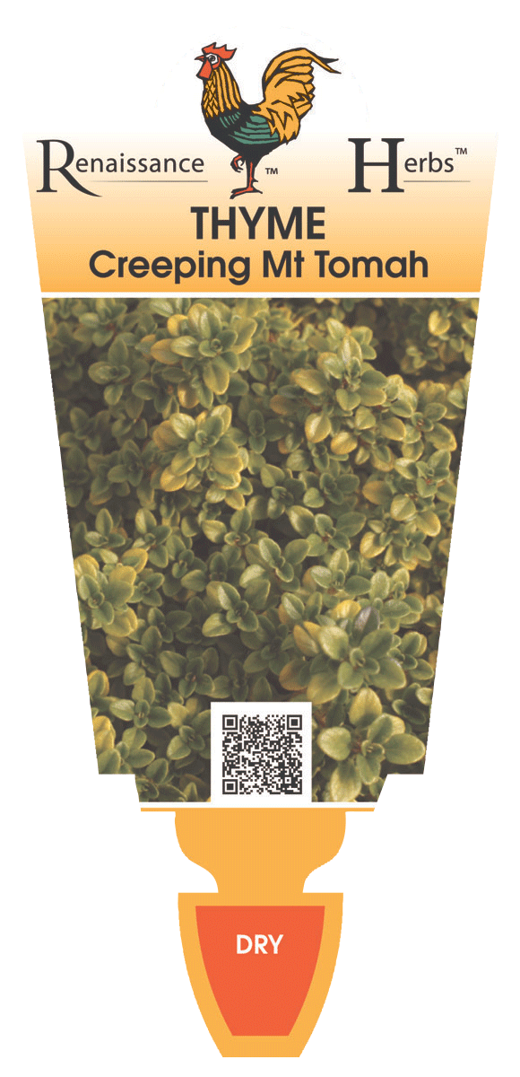 Thyme - Creeping - Mt Tomah - Renaissance Herbs - Perth Garden Centre