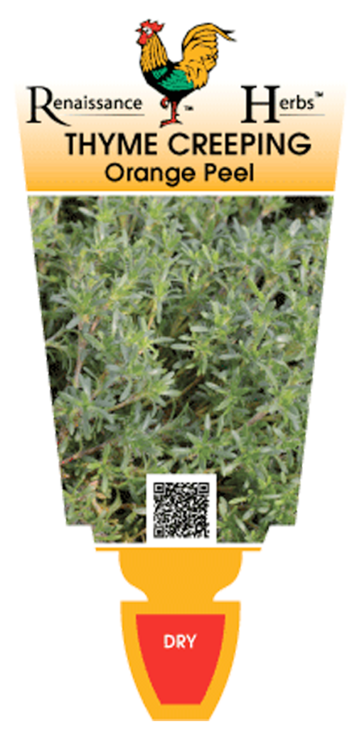 Thyme - Creeping - Orange Peel - Renaissance Herbs - Garden Centre