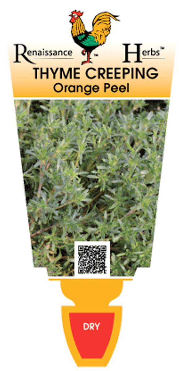 Thyme - Creeping - Orange Peel - Renaissance Herbs - Garden Centre