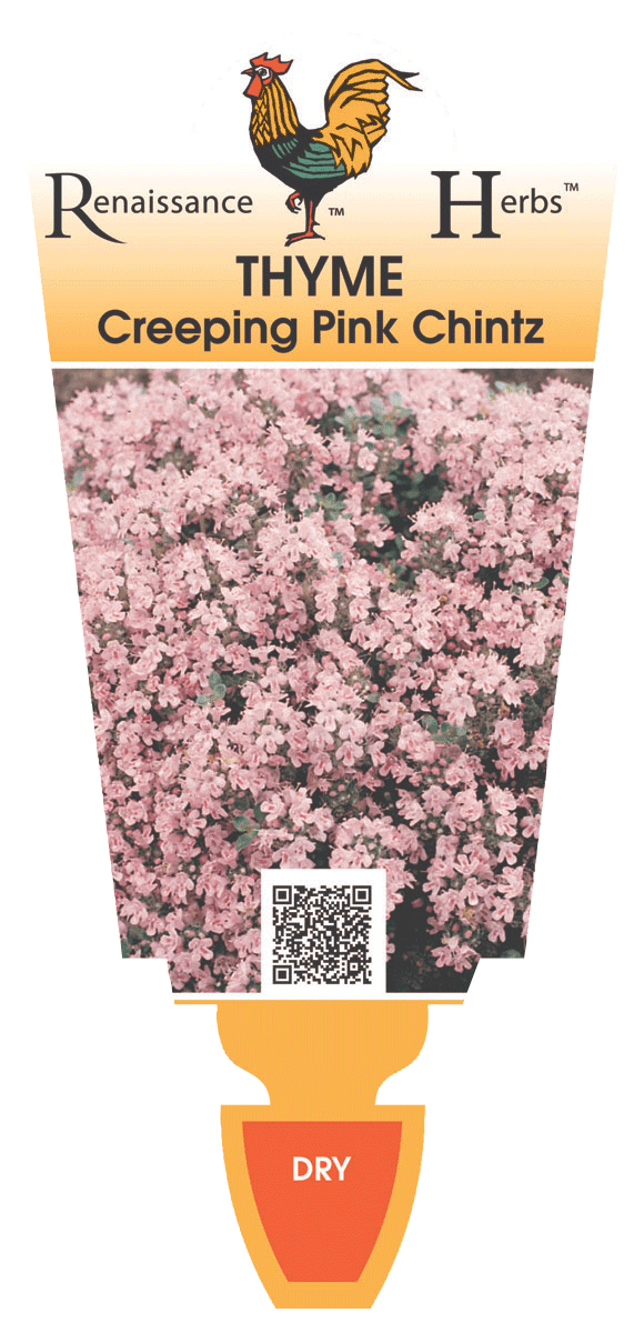 Thyme - Creeping - Pink Chintz - Renaissance Herbs - Garden Centre