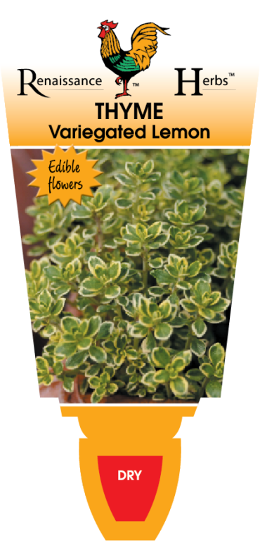 Thyme - Lemon - Variegated - Renaissance Herbs - Perth Garden Centre