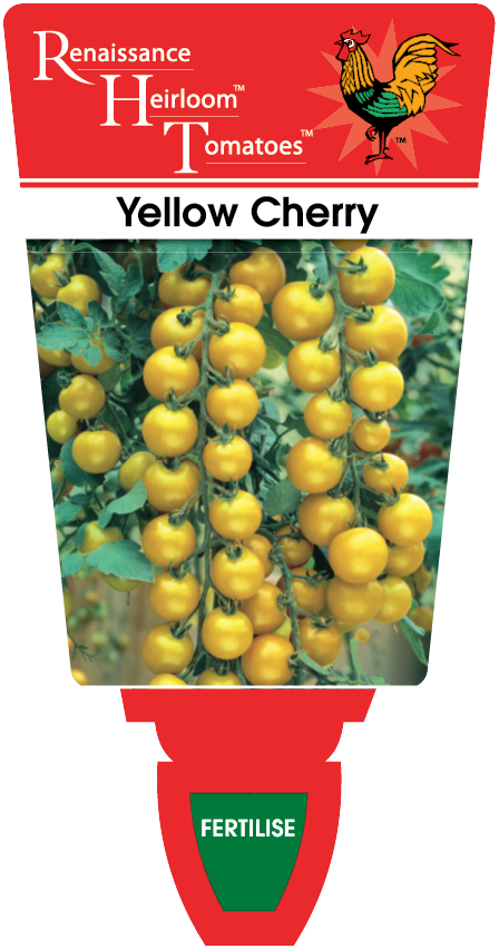 Tomato - Cherry - Yellow - Renaissance Heirloom Tomatoes - Garden Centre