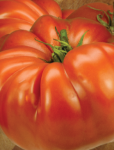 Tomato - Giant Tree - Metro Gardener - Guildford Garden Centre