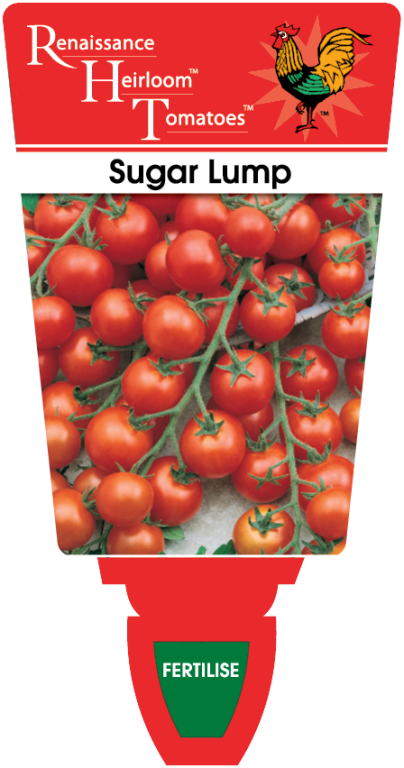 Tomato - Sugar Lump - Renaissance Heirloom Tomatoes - Perth Garden Centre