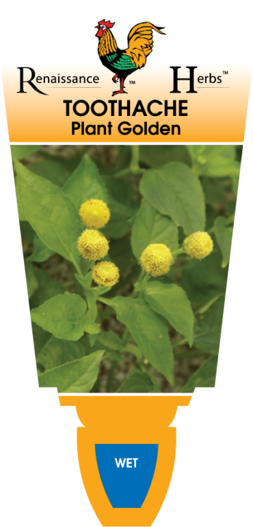Toothache Plant - Golden - Renaissance Herbs - Perth, WA Garden Centre