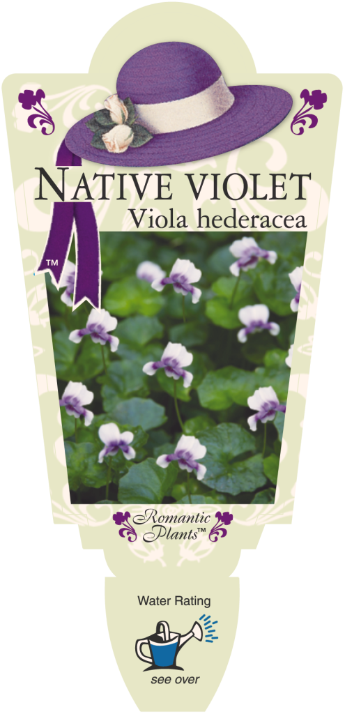 Viola Hederacea - Native Violet - Romantic Plants - Perth Garden Centre
