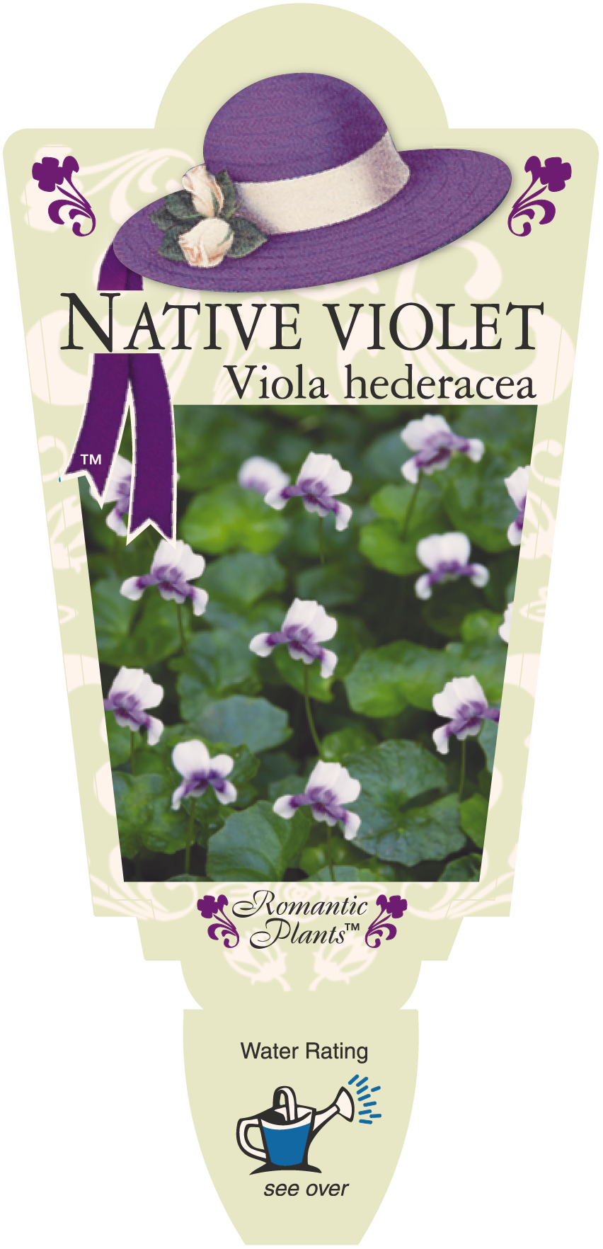 Viola Hederacea - Native Violet - Romantic Plants - Perth Garden Centre