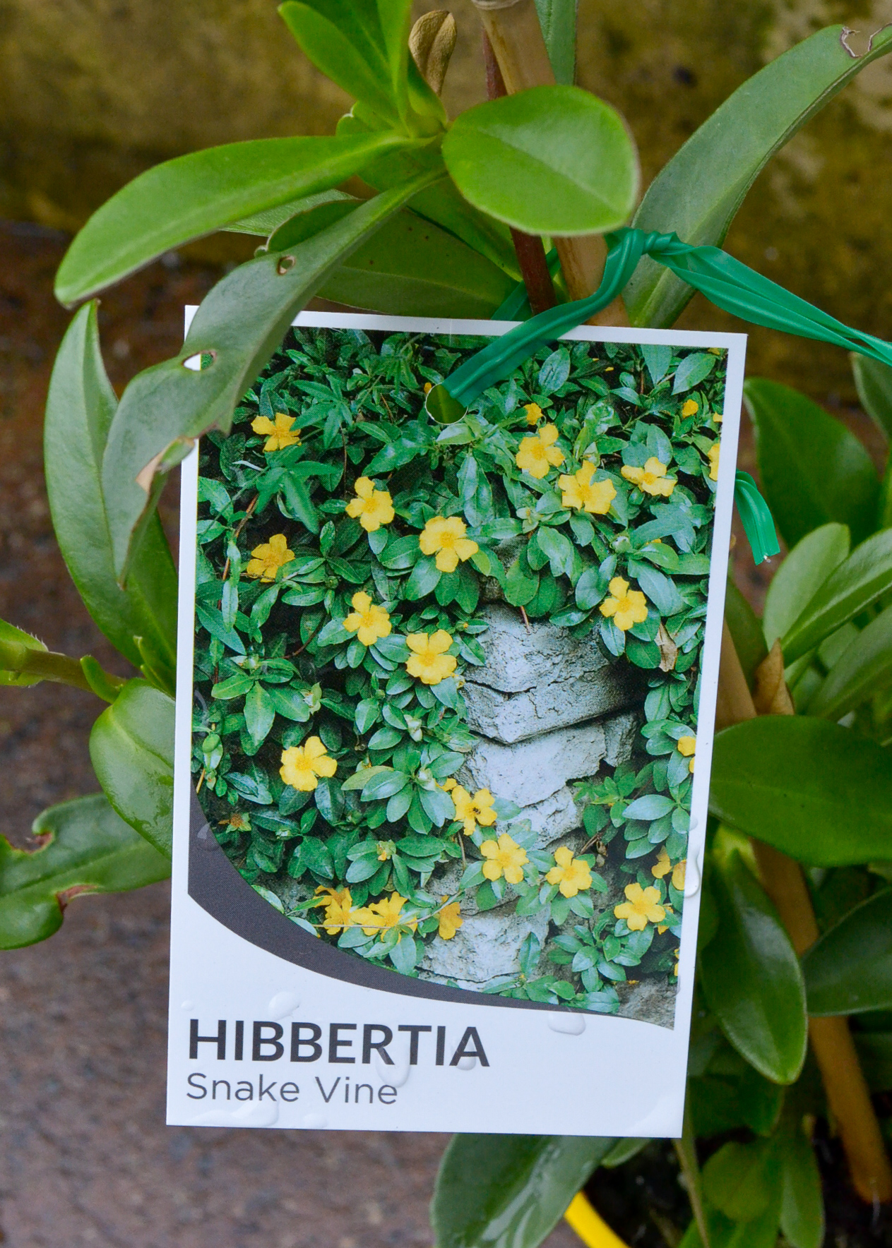Hibbertia - Snake Vine - Romantic Plants - Perth, WA - Garden Centre