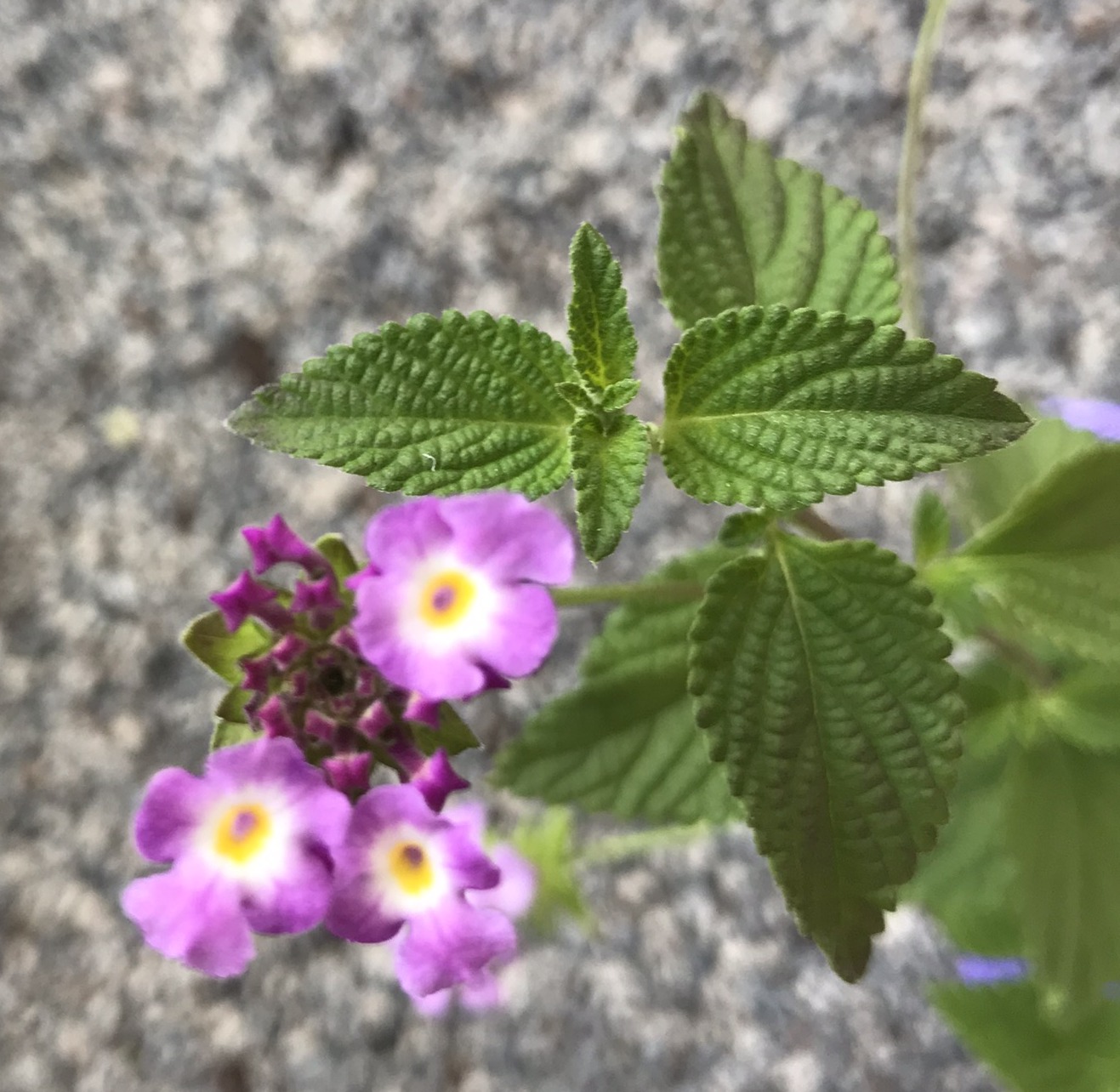 Lantana - Trailing Pink - Romantic Plants - Perth, WA - Garden Centre
