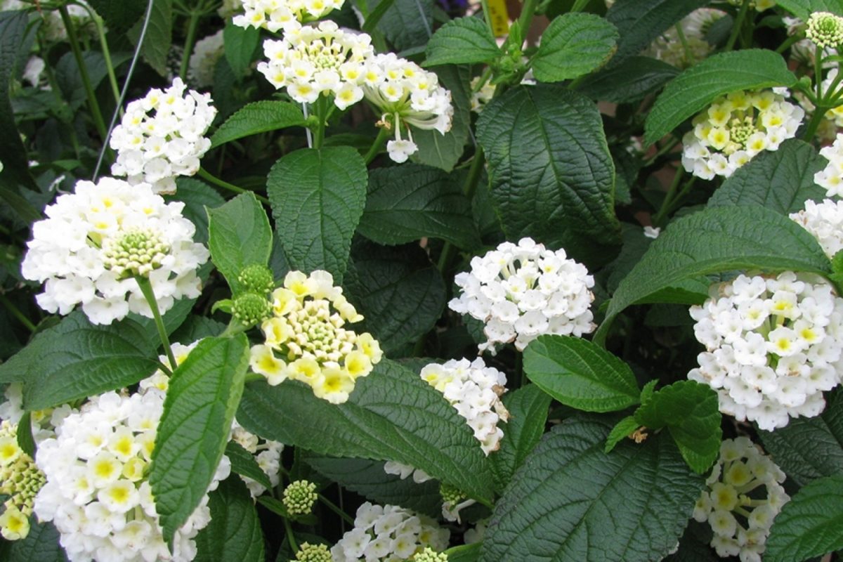 Lantana - Trailing White - Romantic Plants - Perth, WA - Garden Centre