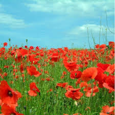 Eschscholzia - Red Chief - Romantic Plants - Perth, WA - Garden Centre