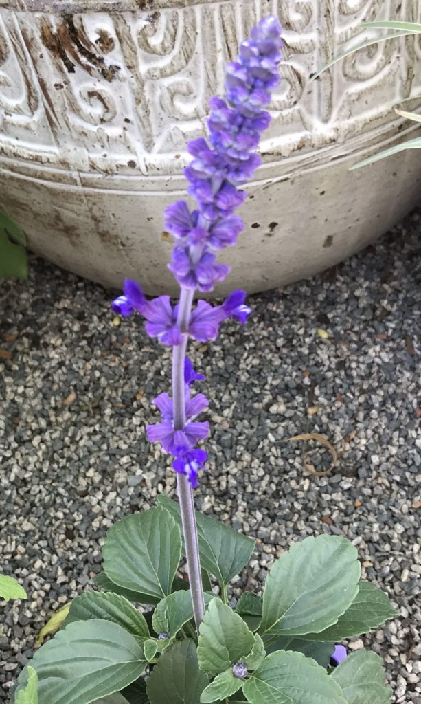 Salvia - Indigo Spires - Romantic Plants - Perth, WA - Garden Centre