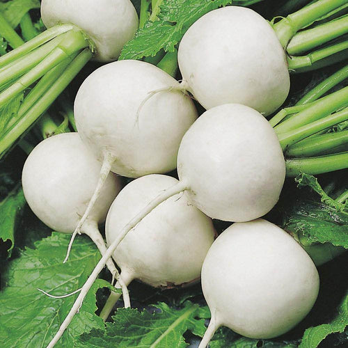 Tokyo Turnip - Tasting Asia - Guildford Garden Centre