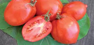 Tomato - Amish Paste - Renaissance Heirloom Tomatoes - Garden Centre