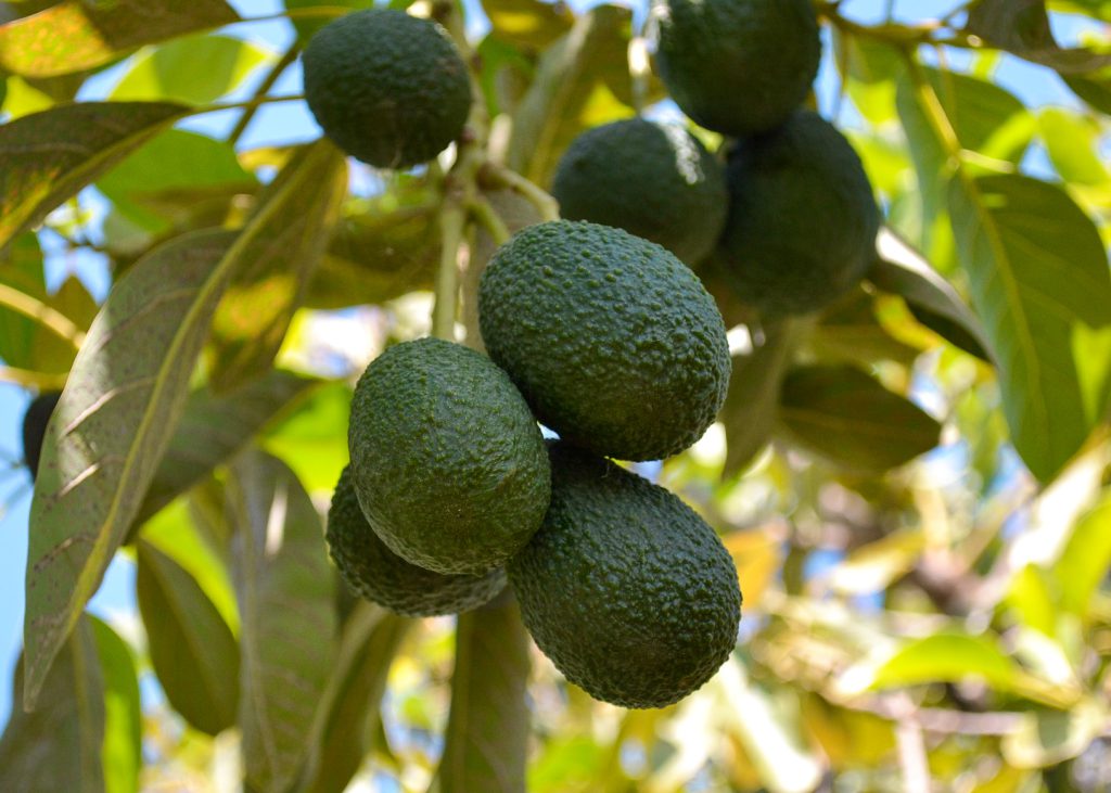 How to Grow Avocados In Perth - Guildford Garden Centre