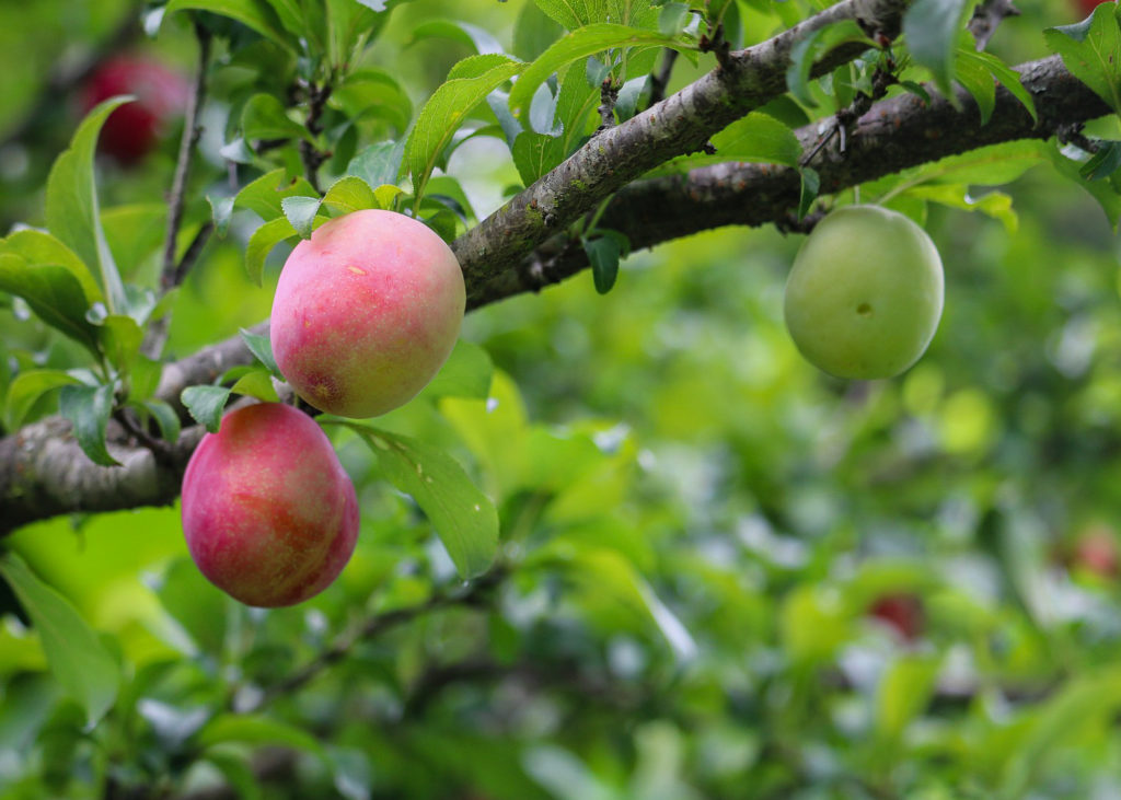 How to Grow Apples in Perth - Guildford Garden Centre