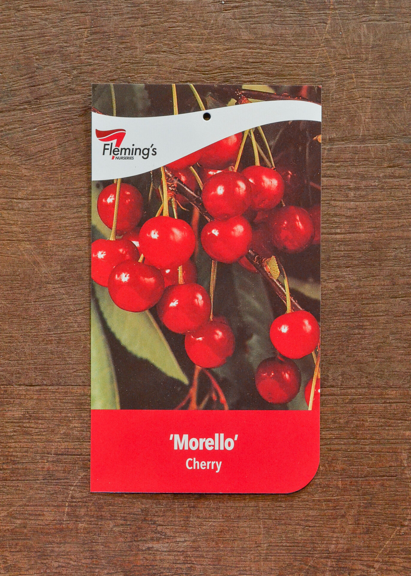 Cherry - Morello - Guildford Garden Centre