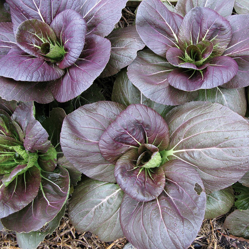 Pak Choy - Red F1 - Diggers Seeds - Guildford Garden Centre