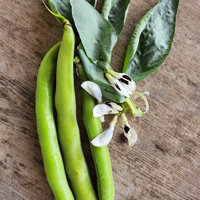 Broadbean - Aprovecho - Diggers Seeds - Guildford Garden Centre