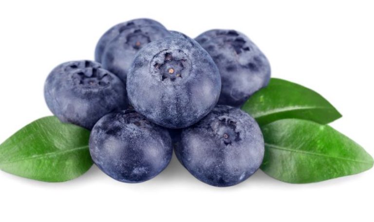 Blueberry - Elliot - Guildford Garden Centre